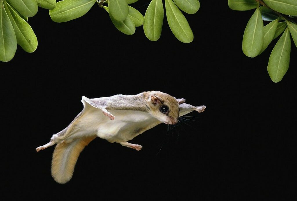 Top 10 Strangest Flying Animals